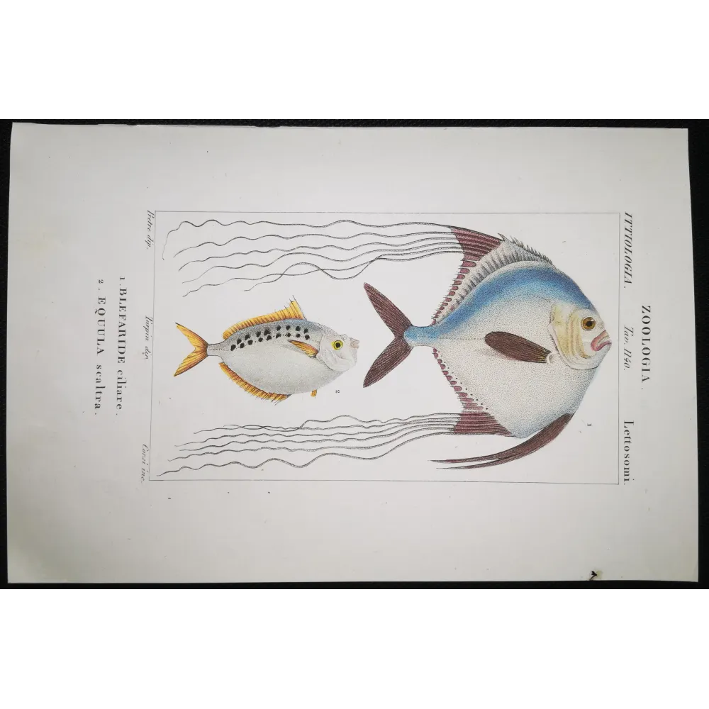 Antique Marine Engraving – Pierre Antoine Prêtre – Ponyfish, Blefaride